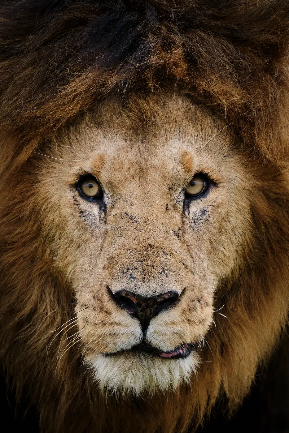 2026 Great Migration Photography Safari - African Photography Safaris
